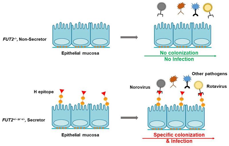 Gut Health and Genetic Testing: How Your Genes Affect the Gut-Brain ...